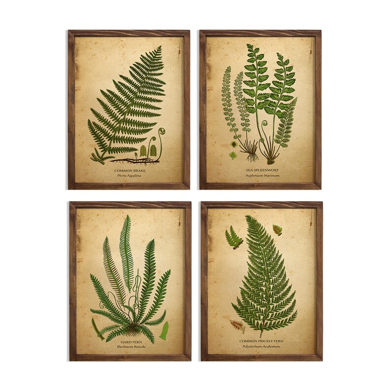 Vintage Fern Poster Set Green Fern Leaf Botanical Art Antique Fern ...