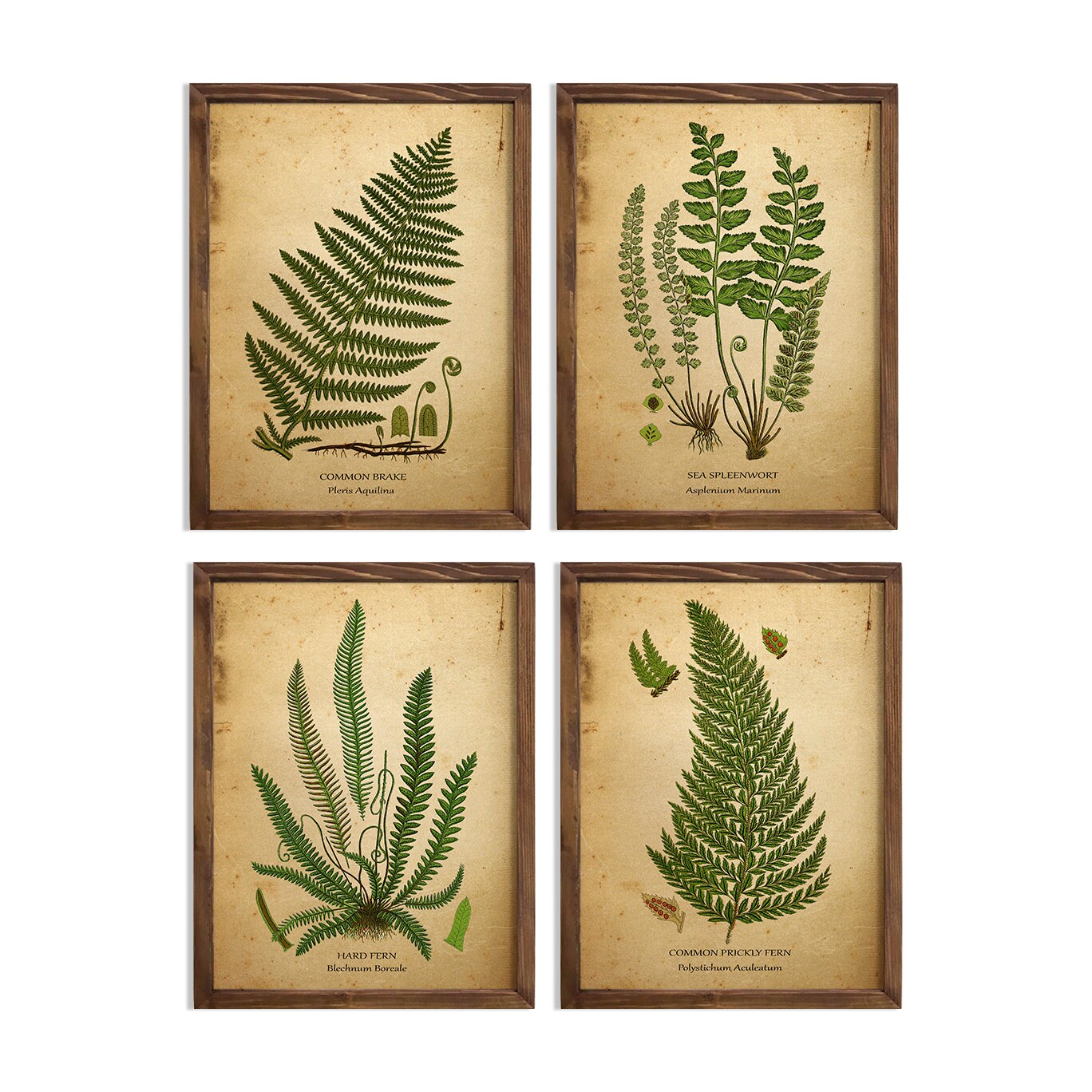 Vintage Fern Poster Set Green Fern Leaf Botanical Art Antique Fern ...