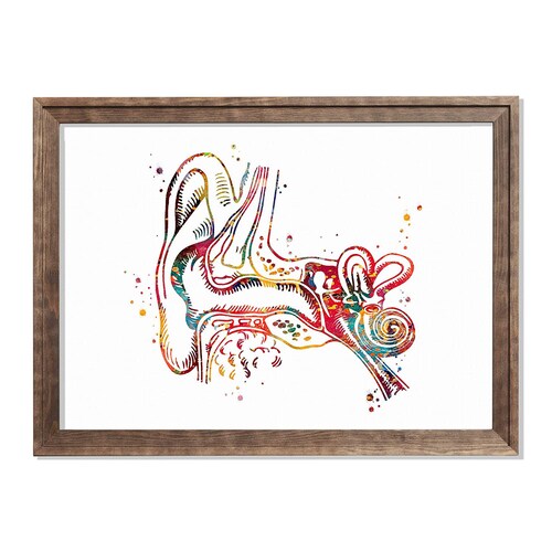 Framed Human Ear Anatomy Watercolor Poster Art Print Audiology - Etsy