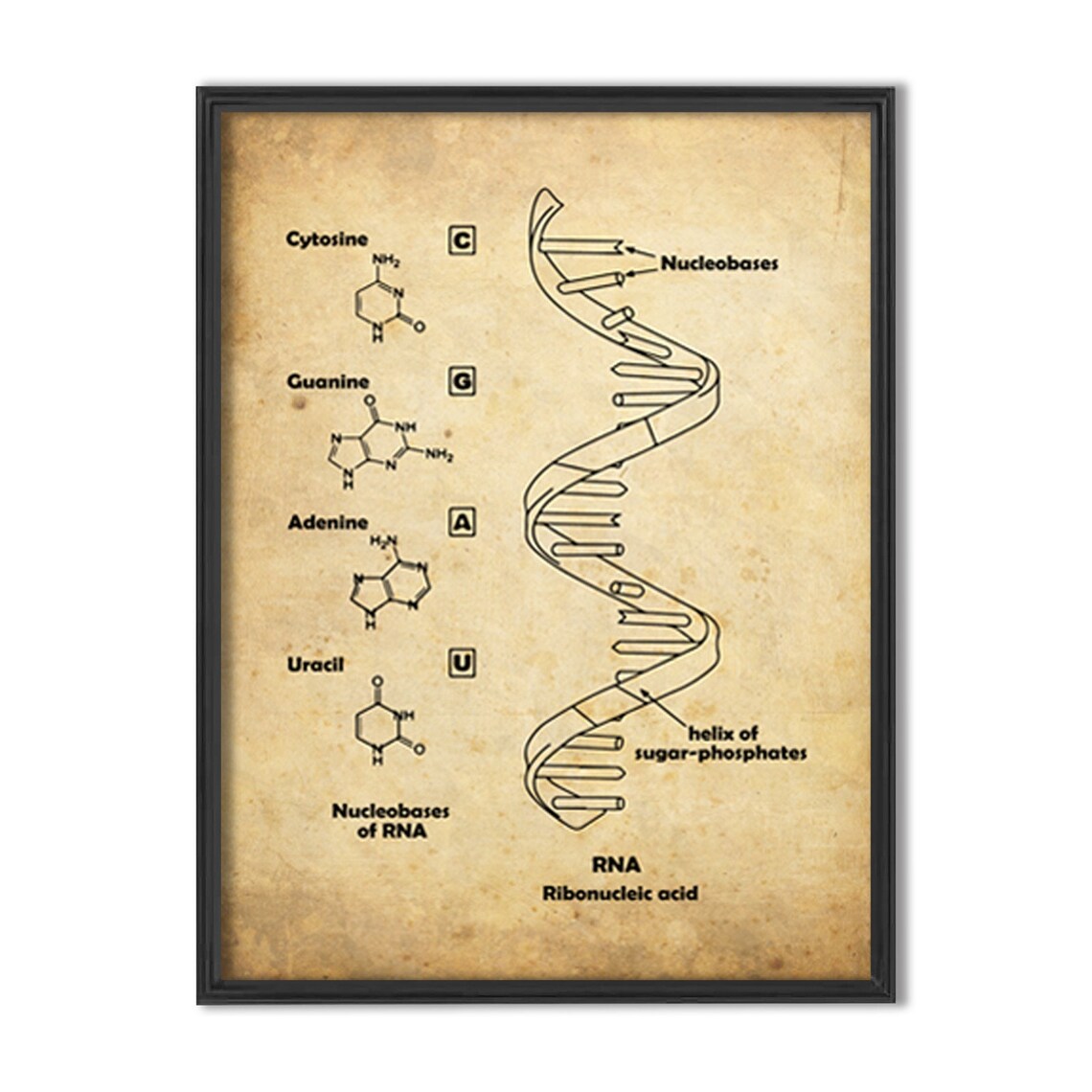 Vintage DNA and RNA Genetic Code Set Dna Wall Decor Rna Art - Etsy
