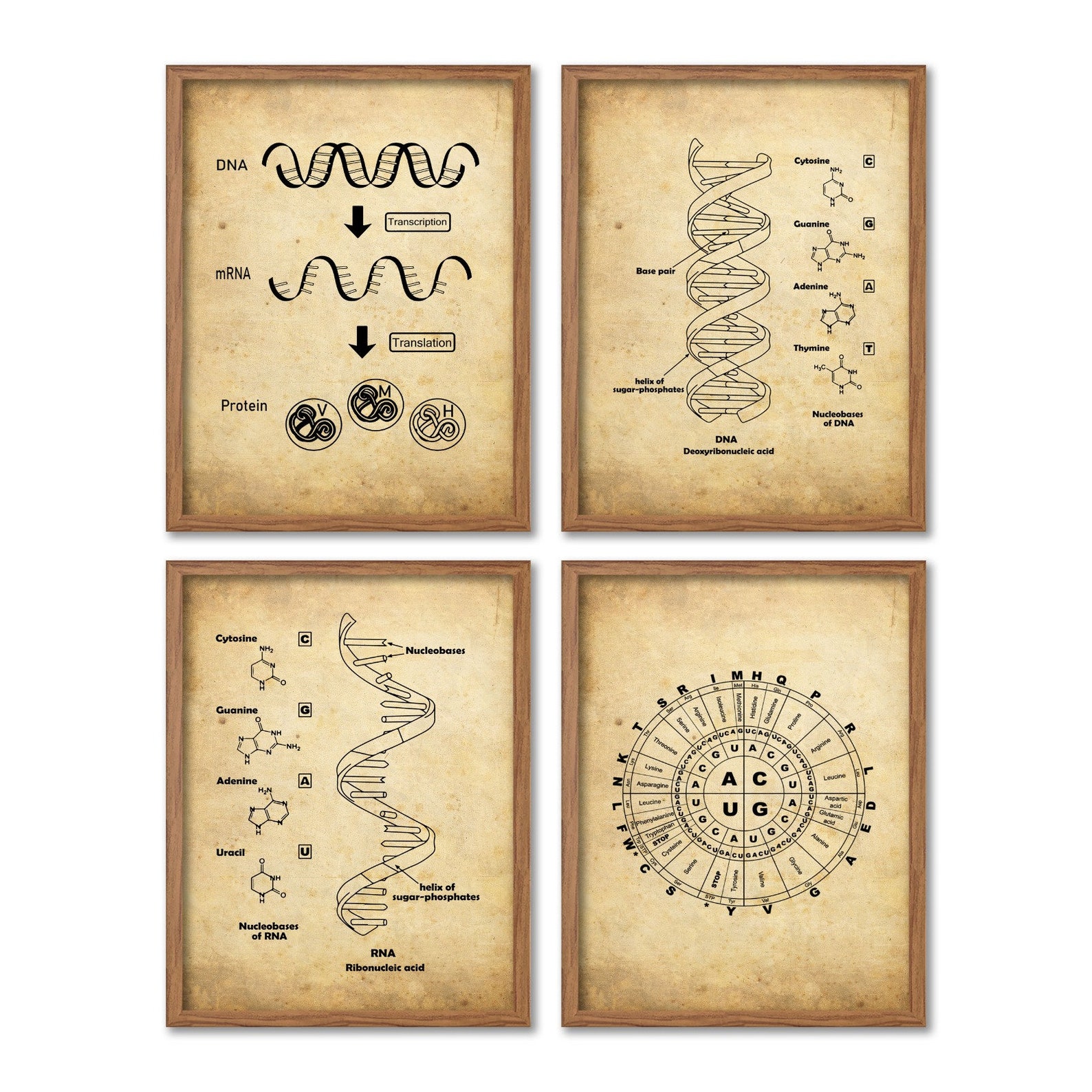 Vintage DNA and RNA Genetic Code Set Dna Wall Decor Rna Art - Etsy