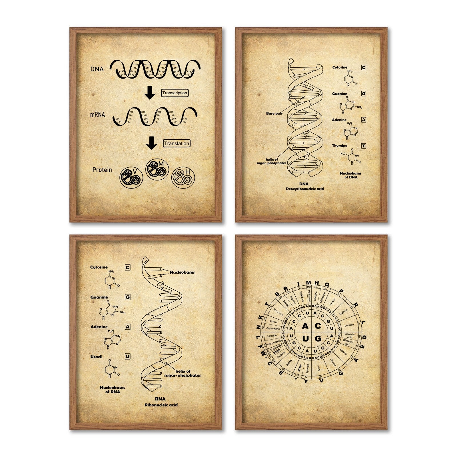 Vintage DNA and RNA Genetic Code Set Dna Wall Decor Rna Art - Etsy
