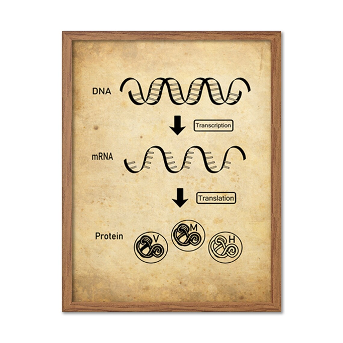 Vintage DNA and RNA Genetic Code Set Dna Wall Decor Rna Art - Etsy