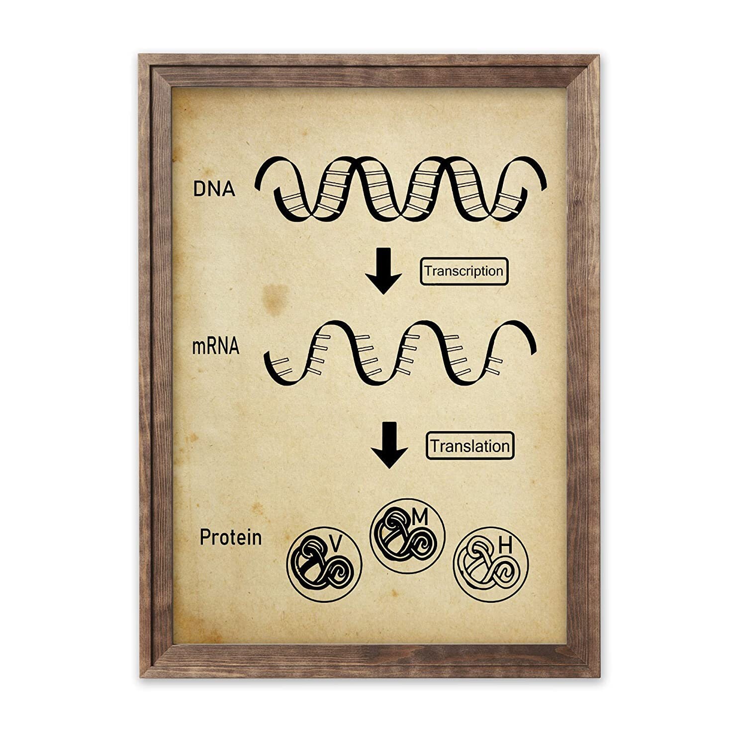 Vintage DNA and RNA Genetic Code Set Dna Wall Decor Rna | Etsy