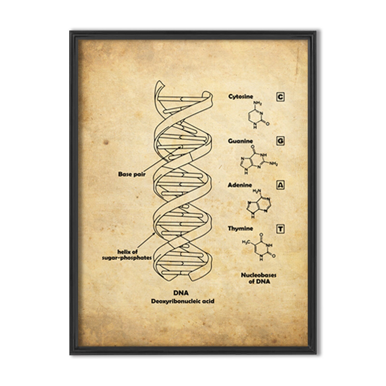 Vintage DNA and RNA Genetic Code Set Dna Wall Decor Rna Art - Etsy
