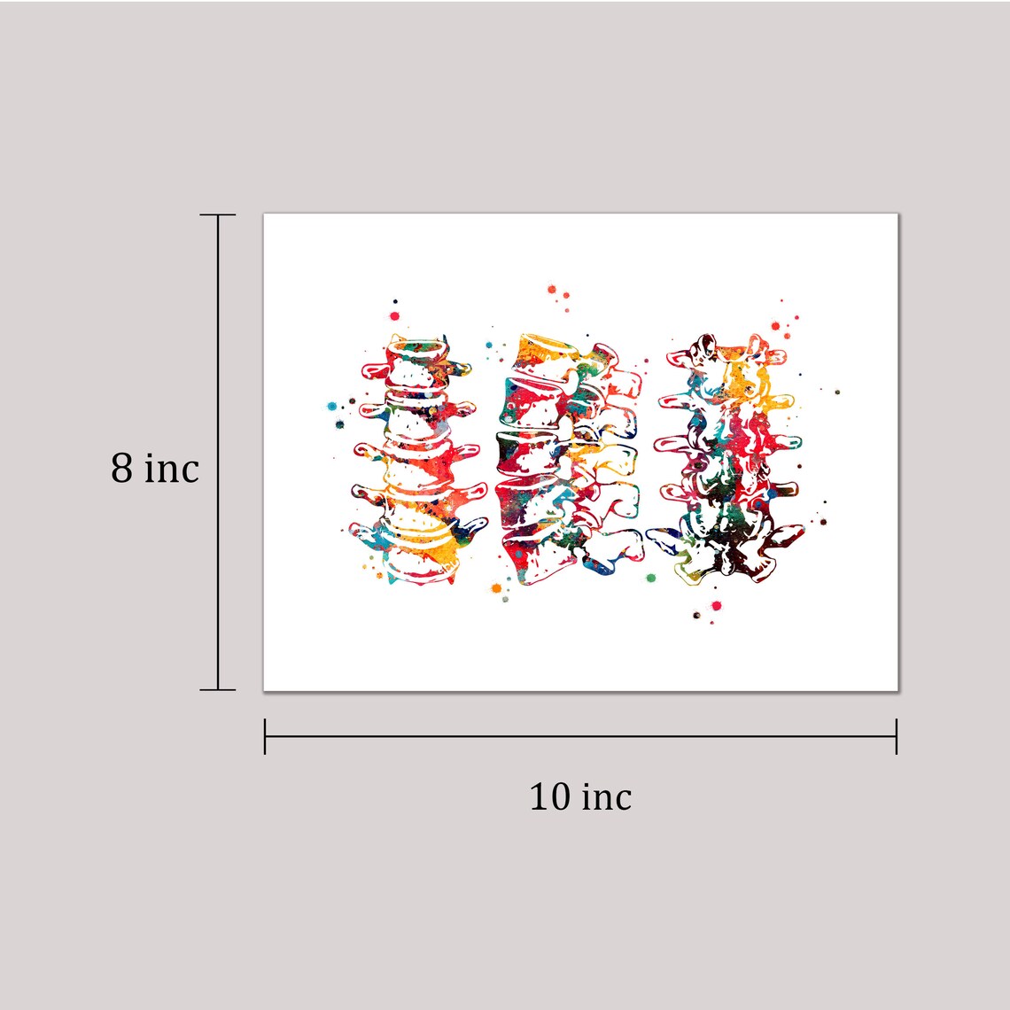 Lumbar Spine Watercolor Art Print Human Anatomy Decor Vertebra View ...