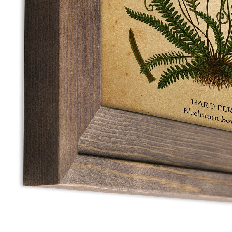 Vintage Fern Poster Set Green Fern Leaf Botanical Art Antique - Etsy