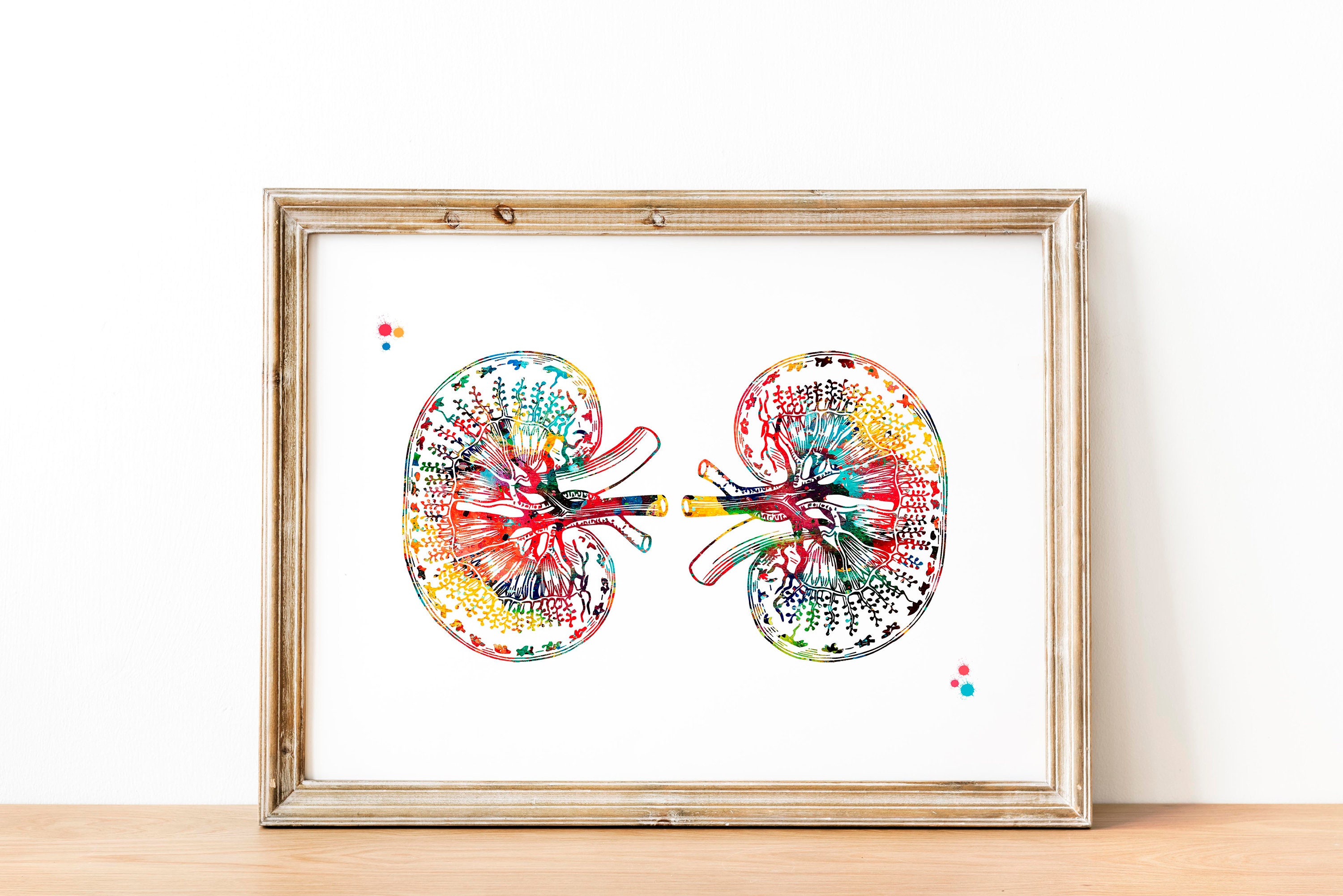 Human Kidneys Anatomy Watercolor Print Urinary Office Decor - Etsy