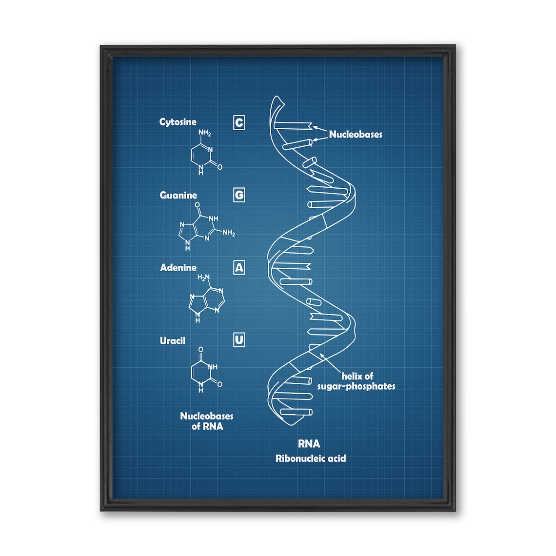 Blueprint DNA and RNA Genetic Code Gene Expression Poster Set - Etsy