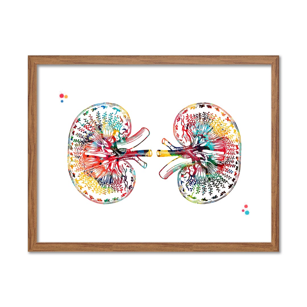 Human Kidneys Anatomy Watercolor Print Urinary Office Decor Urology Art ...