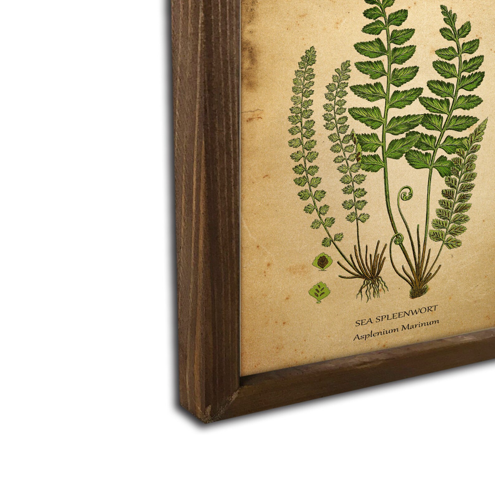 Vintage Fern Poster Set Green Fern Leaf Botanical Art Antique Fern ...