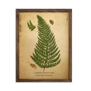 Vintage Fern Poster Set Green Fern Leaf Botanical Art Antique Fern ...