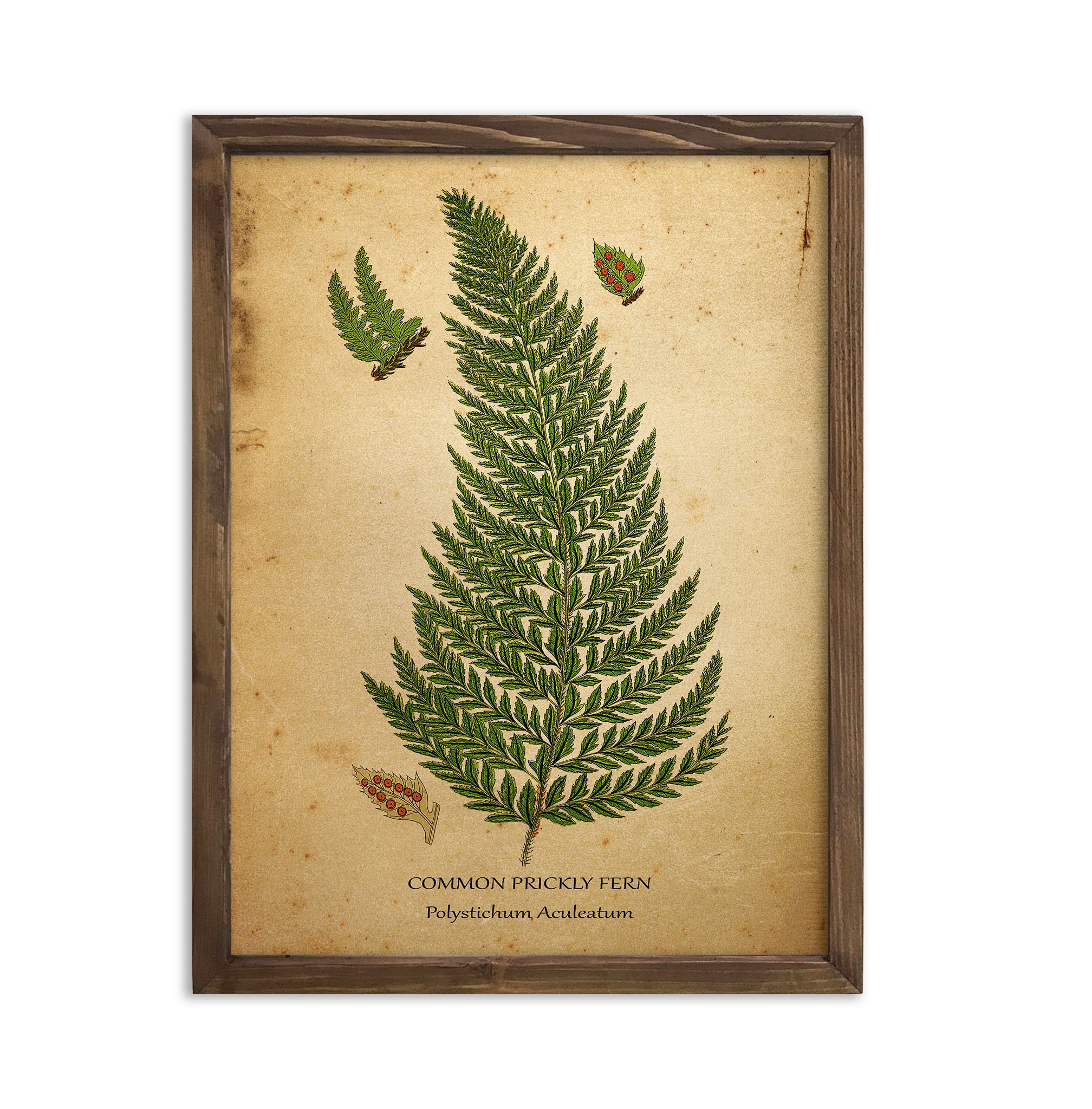 Vintage Fern Poster Set Green Fern Leaf Botanical Art Antique Fern ...