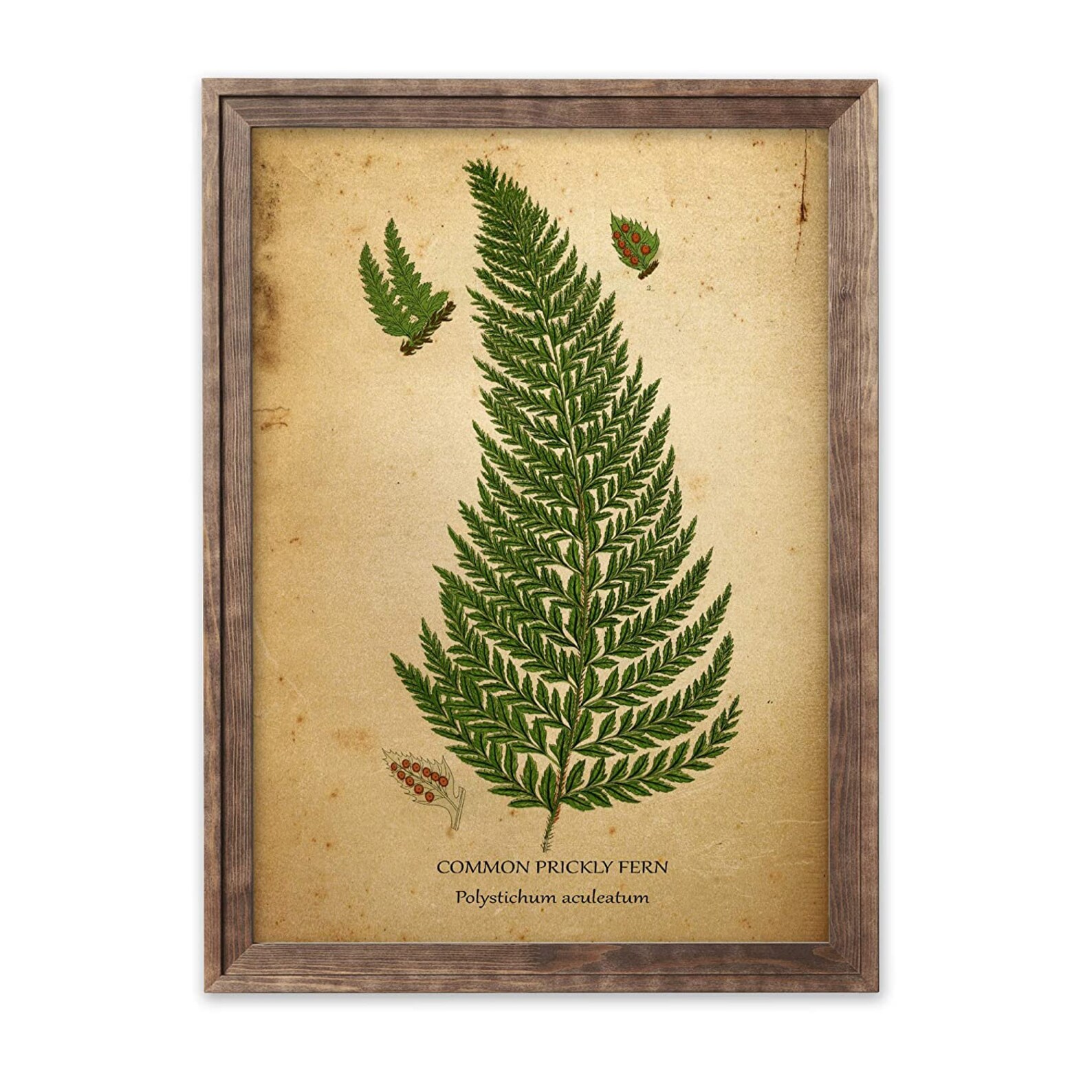 Vintage Fern Poster Set Green Fern Leaf Botanical Art Antique - Etsy