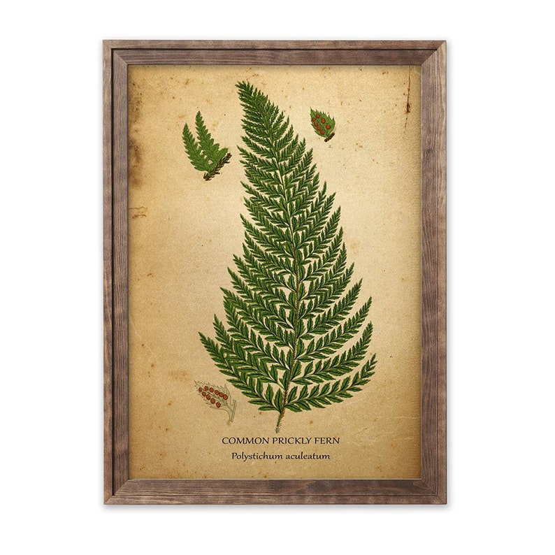 Vintage Fern Poster Set Green Fern Leaf Botanical Art Antique - Etsy