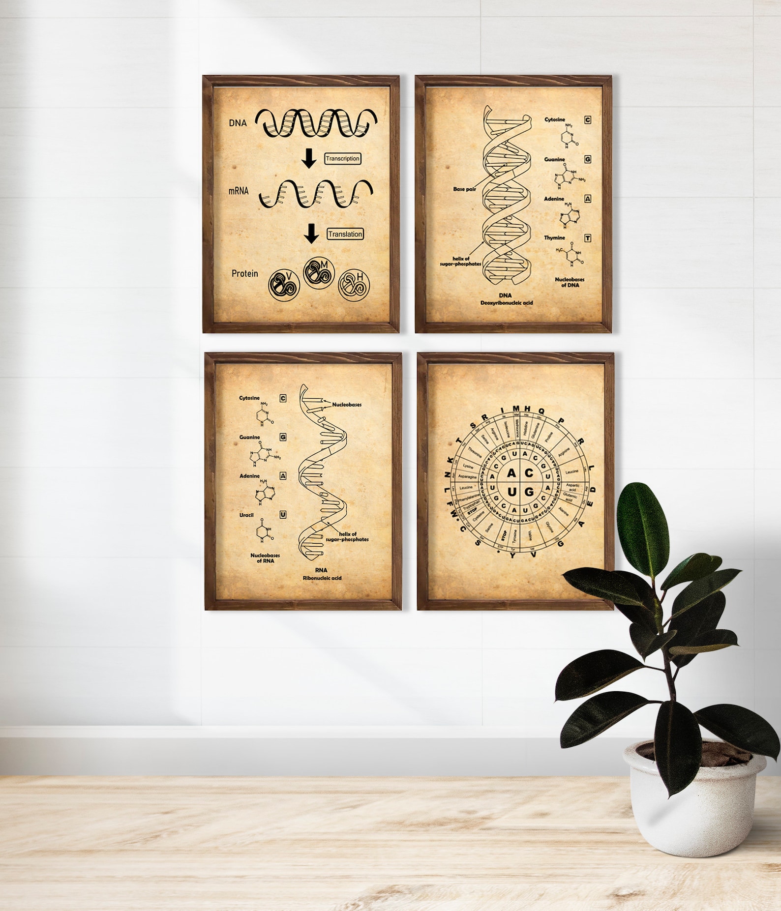 Vintage DNA and RNA Genetic Code Set Dna Wall Decor Rna Art Science ...