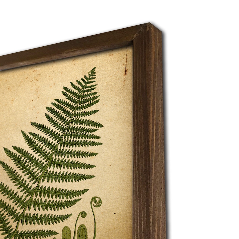 Vintage Fern Poster Set Green Fern Leaf Botanical Art Antique Fern ...