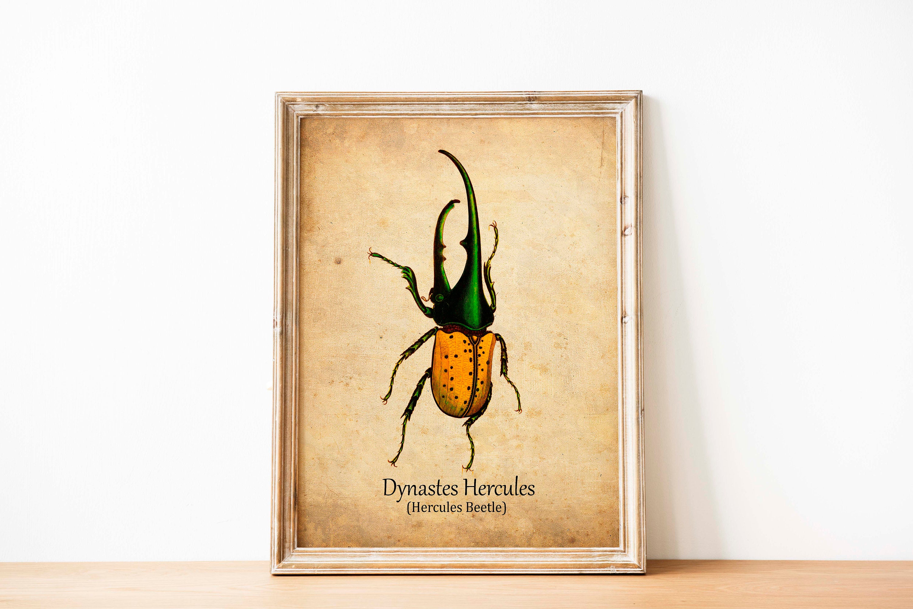 Male Hercules Beetle Vintage Print Insect Dynastes Hercules Entomology ...