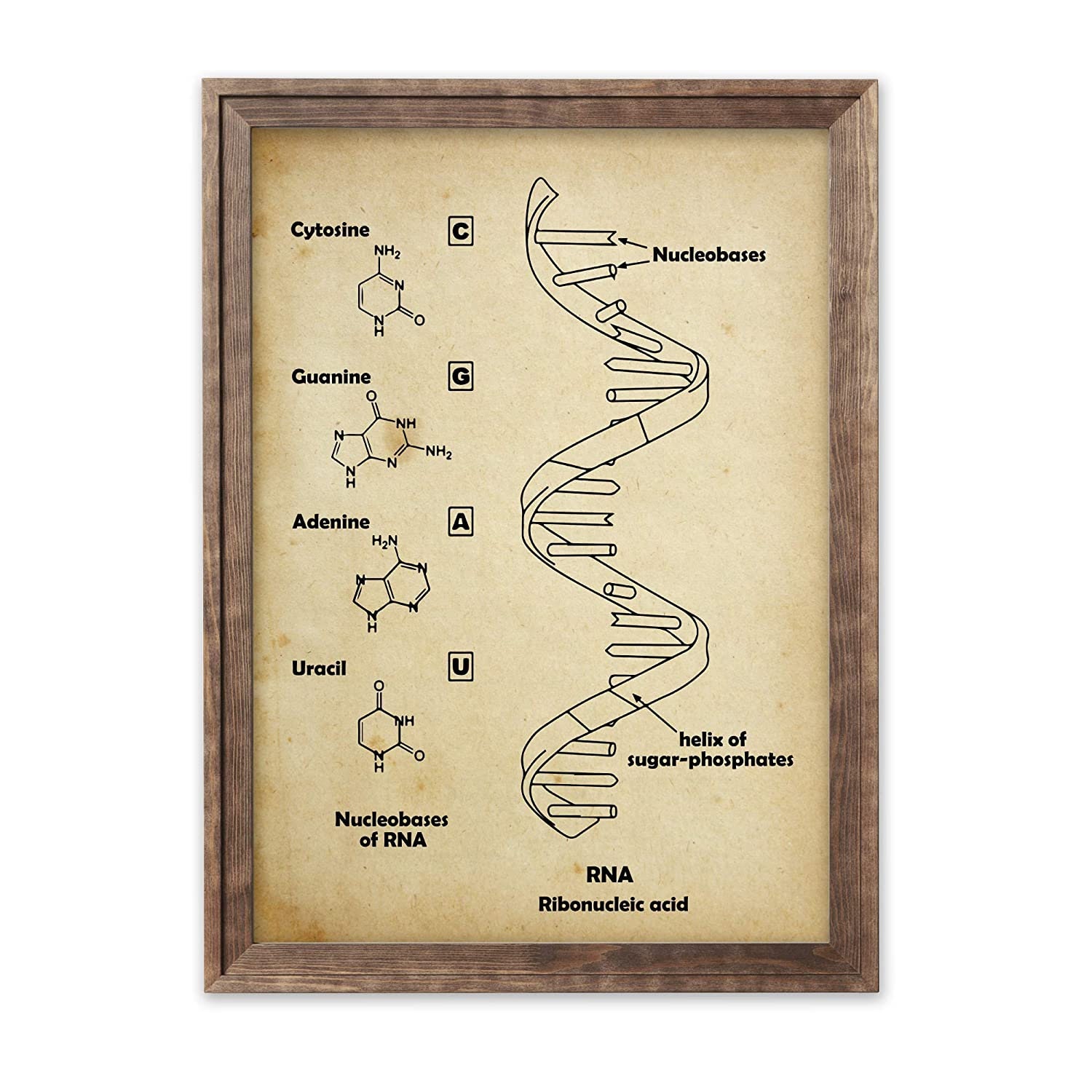 Vintage DNA and RNA Genetic Code Set Dna Wall Decor Rna | Etsy