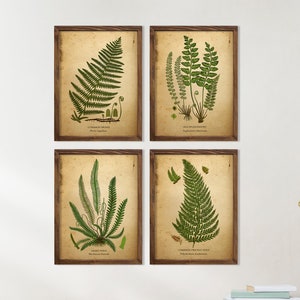 Vintage Fern Poster Set Green Fern Leaf Botanical Art Antique Fern ...