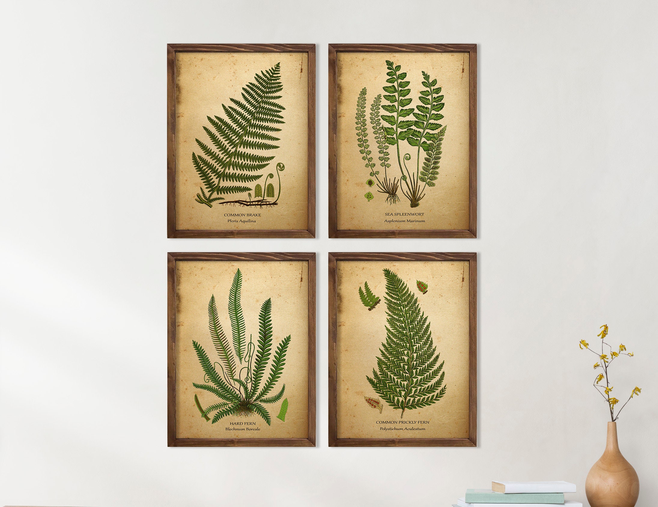 Vintage Fern Poster Set Green Fern Leaf Botanical Art Antique Fern ...