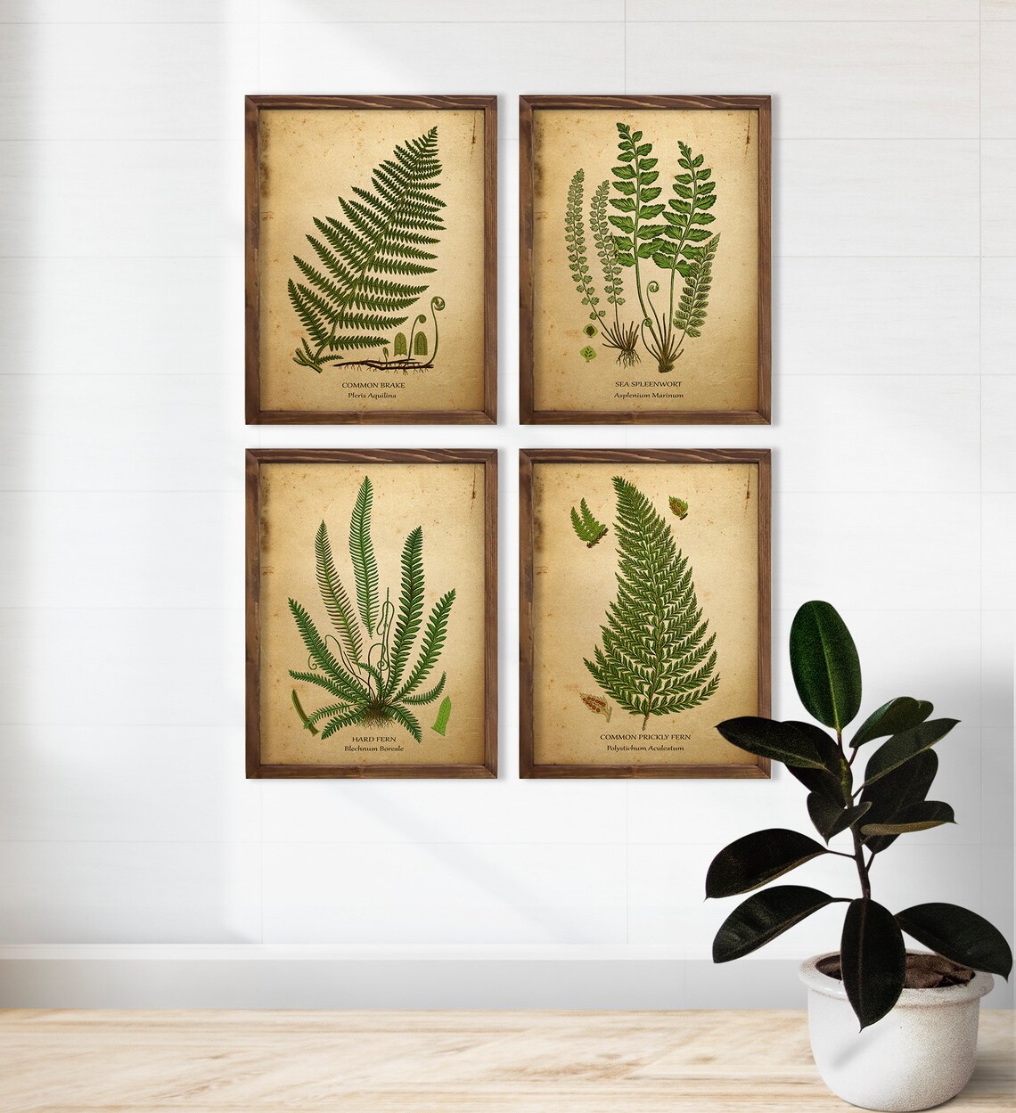 Vintage Fern Poster Set Green Fern Leaf Botanical Art Antique Fern ...
