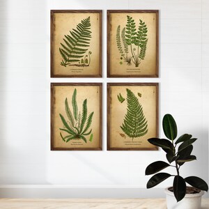Vintage Fern Poster Set Green Fern Leaf Botanical Art Antique Fern ...