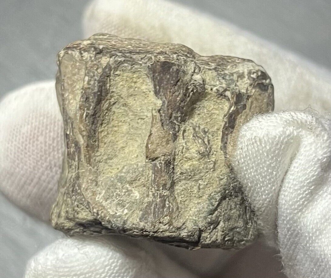 Dorset Ichthyosaur Fossilised Vertebrae Fossil 90-250 Million Years Old ...