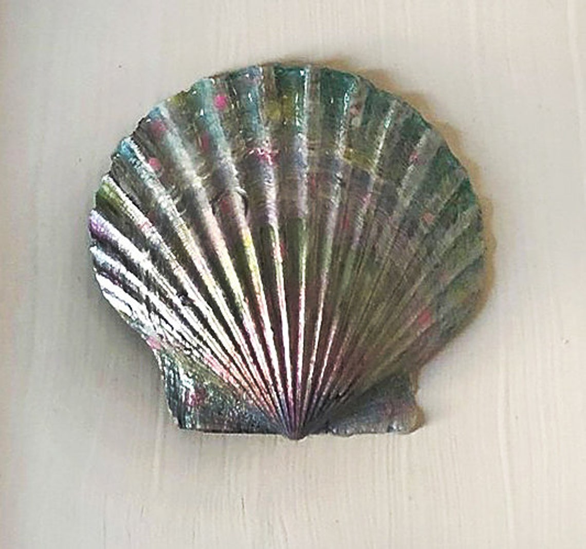 Framed Nautical Wall Art: Scallop Shell Wall Art | Etsy