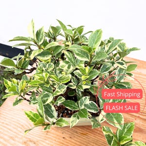 Variegated Jasmine Live Plant | Confederate Jasmine Plants | House ...