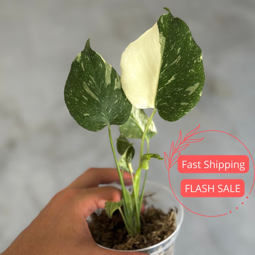 Monstera Thai Constellation Plant With Roots | Variegated Thai ...
