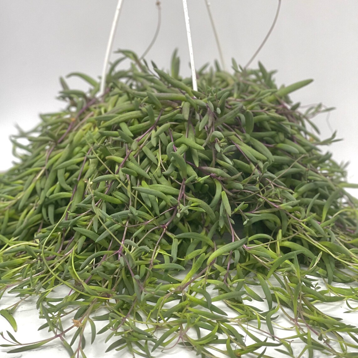 Planta de collar de rubí / Othonna capensis / Collar de rubí - Etsy España