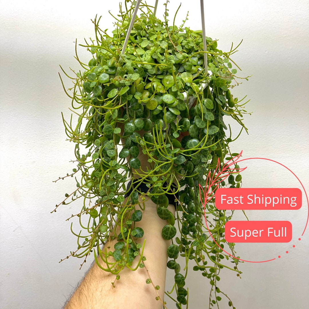 String of Turtles | Peperomia Prostrata | String of Turtles Plant | Turtle Peperomia | Nontoxic ...