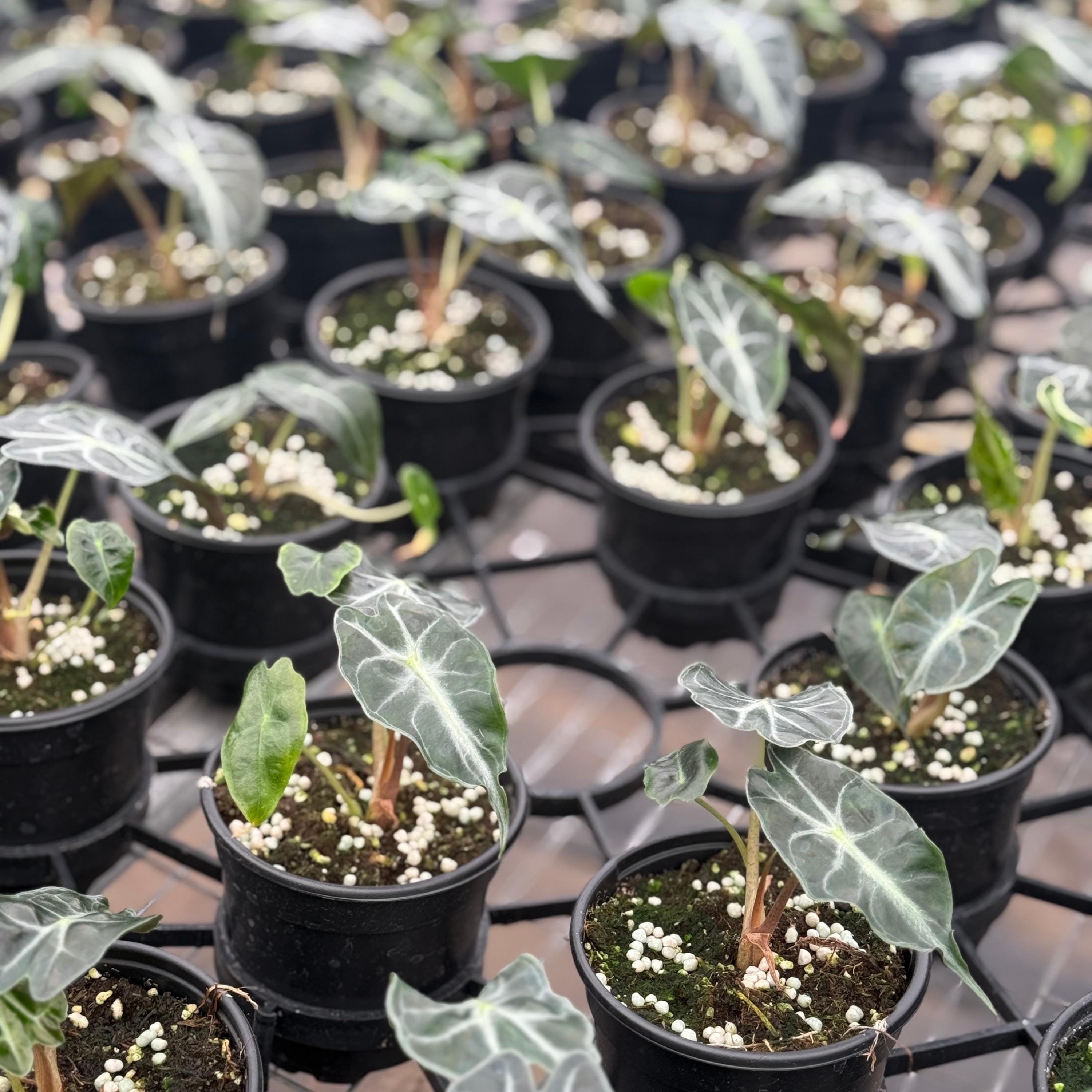 Alocasia Venom Live Plant SALE | Alocasia Venom Corm Rooted | Indoor ...