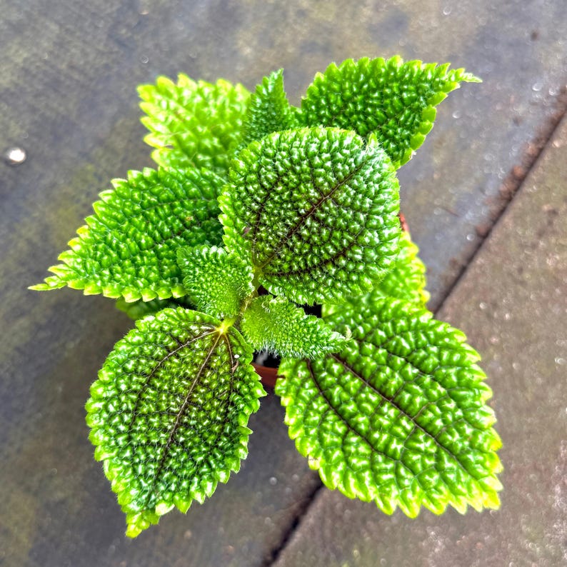Pilea Moon Valley Live Plant | Friendship Starter House Plants | Rare ...
