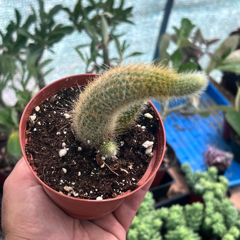 Monkey Tail Cactus Live Plant | Fuzzy Cactus Plants Indoor Home Decor ...