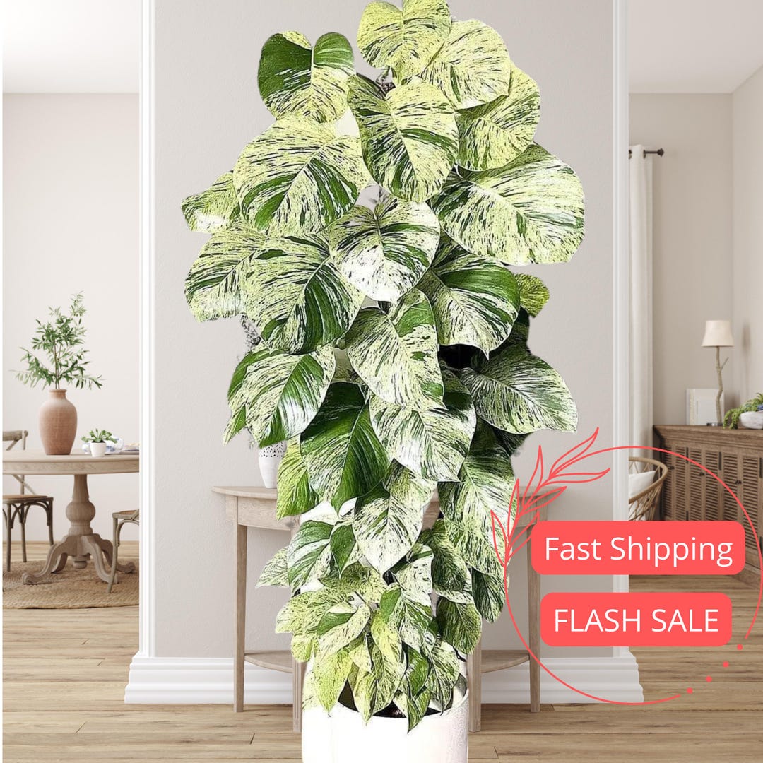 Pothos Marble Queen Live Plant | Epipremnum Albo Cuttings House Plants ...