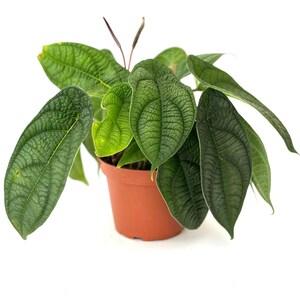 Peperomia Piper Parmatum Live Plant | Peperomia Plant Starters | Pet ...