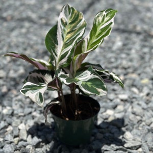Calathea Stella Lush | Calathea Stella Starter Plant | Rooted Calathea ...