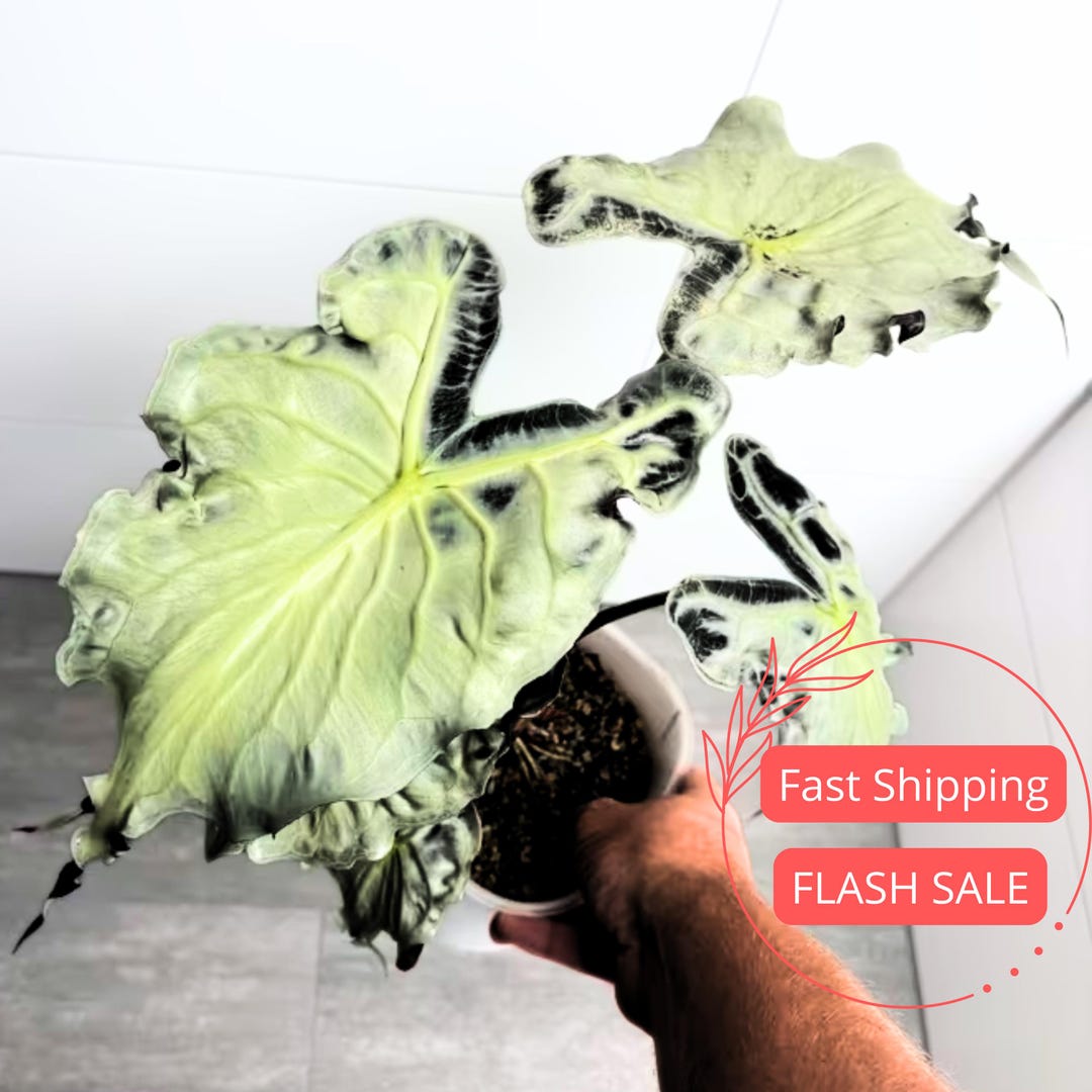 Alocasia Venom Live Plant SALE | Alocasia Venom Corm Rooted | Indoor ...