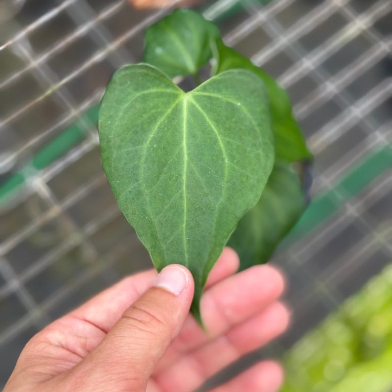 Anthurium Delta Force Live Plant | Dark Green Anthuriums | House Plants ...