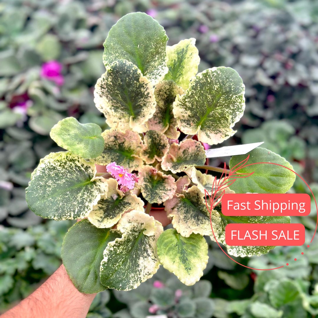 Variegated African Violet Live Plant | Assorted African Violet Starter ...