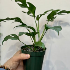 Mini Monstera Ginny Plant | Rhaphidophora Tetrasperma | Split Leaf ...