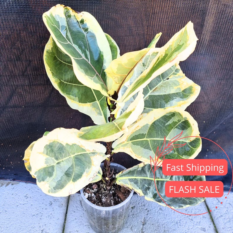 Ficus Lyrata Variegated Live Plant | Fiddle Leaf Fig Ficus Tree Starter ...