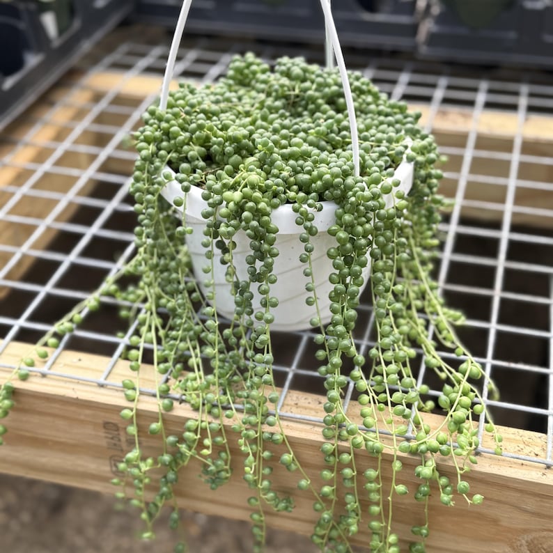 String of Pearls Live Plant | Strings of Things Succulent Plants | Rare ...