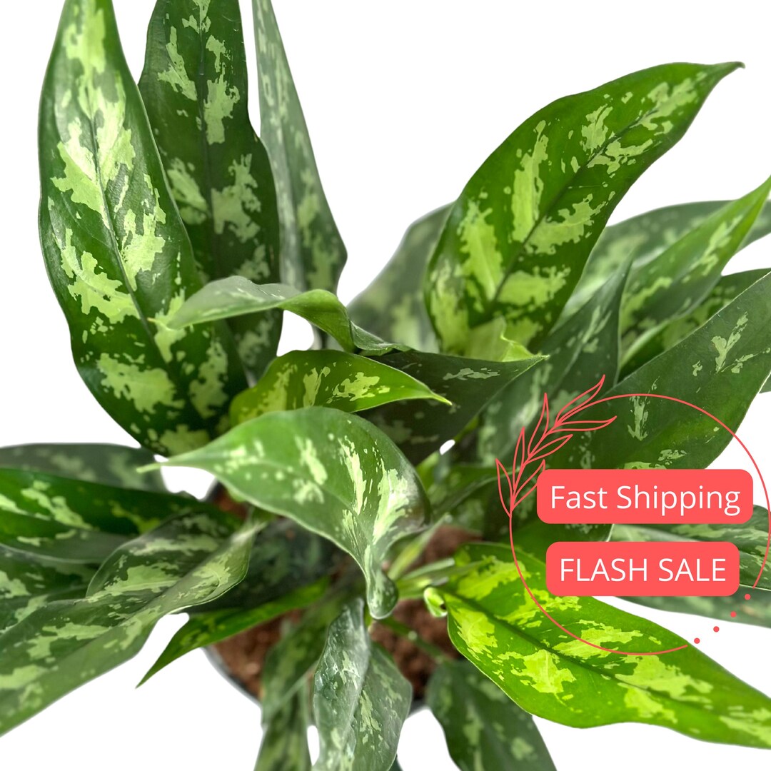 Aglaonema Tigress Plant Large | Chinese Evergreen Tigress House Plants ...