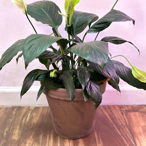 Large 8 Inch Terracotta Planter Pots | Terracotta Pots With Drainage ...