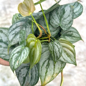 Philodendron Brandi Brandtineum Lush | Brandtineum Philodendron | Philo ...