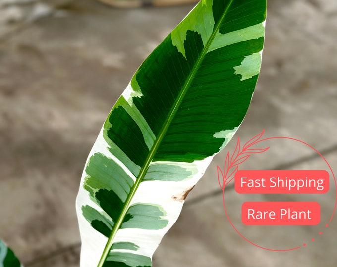 Musa Ornata Lavender Banana Live Rhizome Tropical Plant Exotic - Etsy