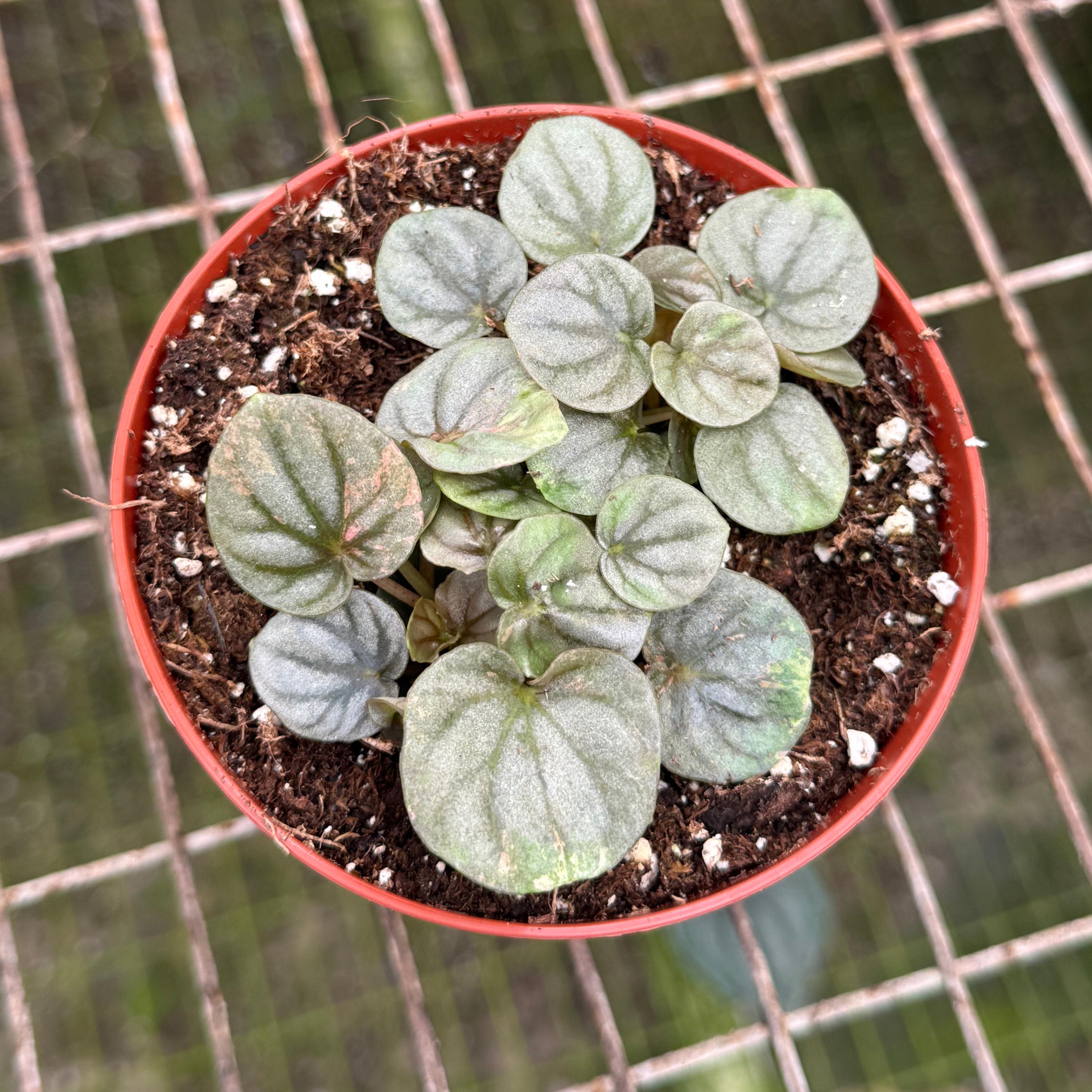 Peperomia Pink Lady Live Plant | Variegated Starter House Plants | Rare ...